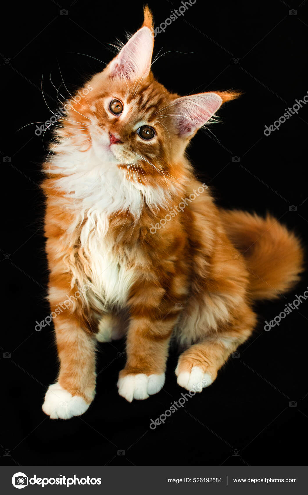 Red Maine Coon Kitten
