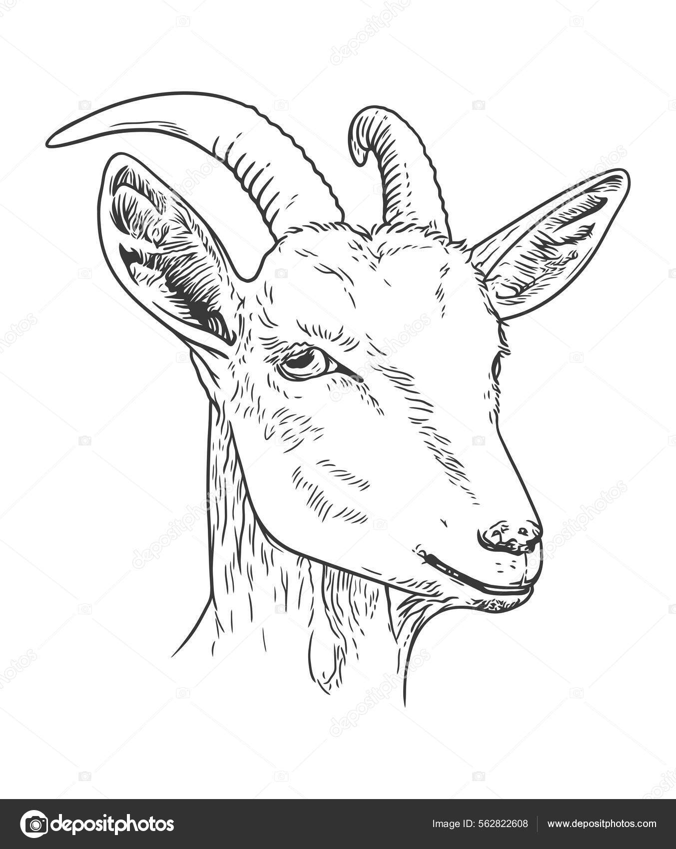 Goat Head Hand Drawn Vector Line Art Illustration Stock Vector by ...