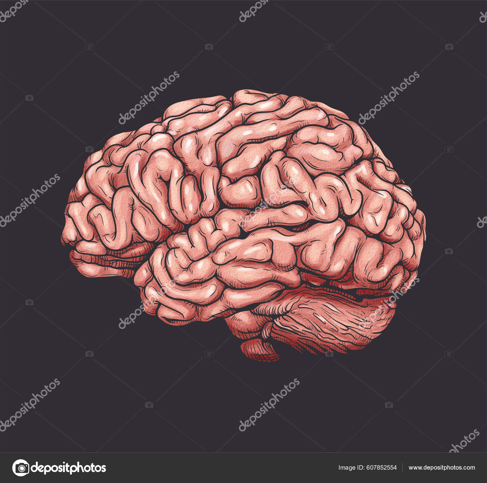 Disegno Vettoriale Del Cervello Colorato Illustrazione Vista Laterale ...