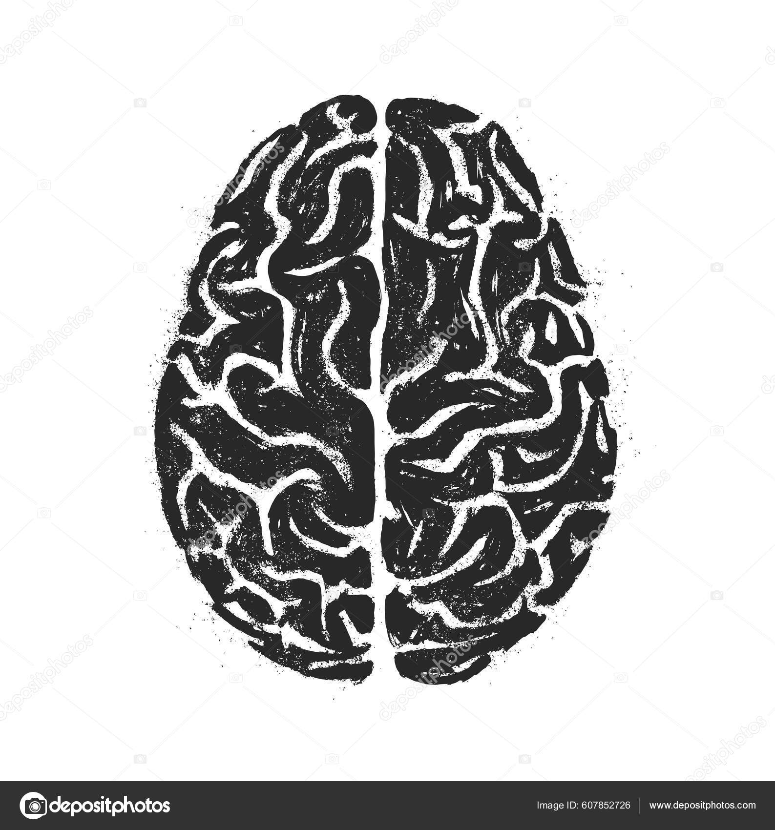 Human Brain Vector Hand Drawn Illustration White Background Stock ...