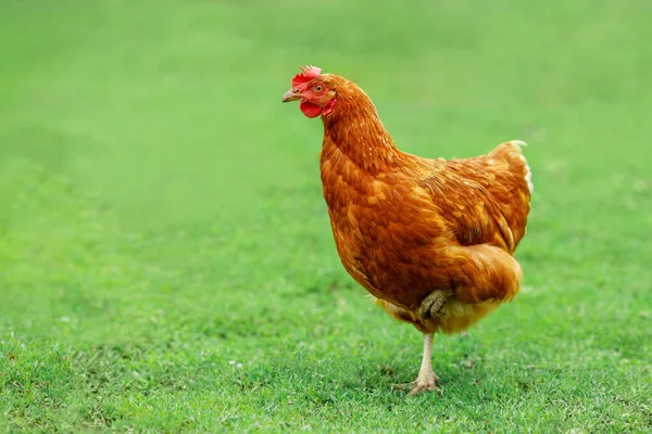 Datos curiosos del pollo fotos de stock, imágenes de Datos curiosos del ...