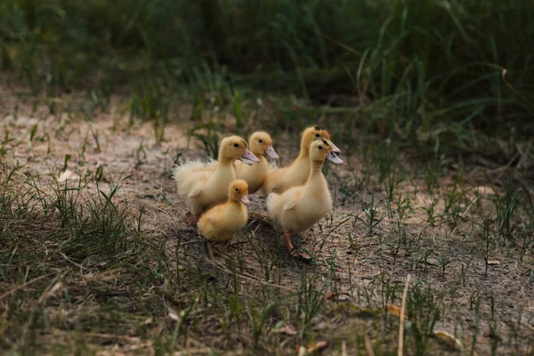 Curiosos patitos Stock Photos, Royalty Free Curiosos patitos Images | Depositphotos