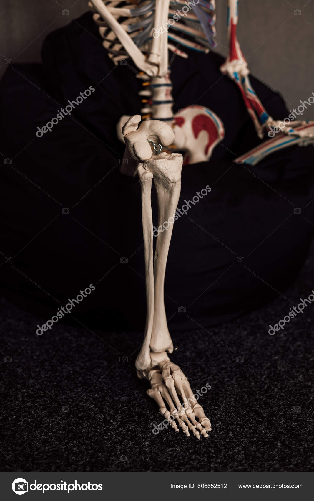 Knee Joint Skeleton Sample Studying Structure Bones Leg High Quality ...