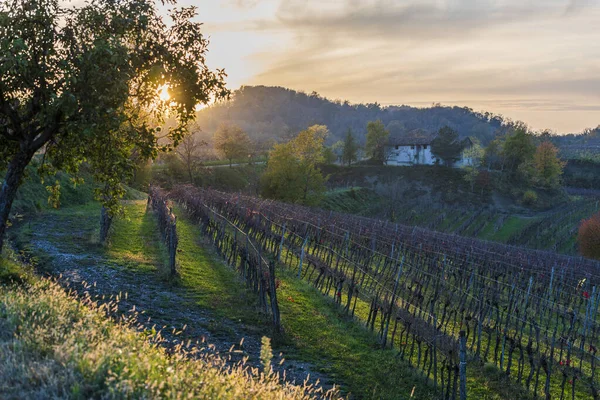 Italian countryside, rural landscape, Colline di Spessa vineyard ...