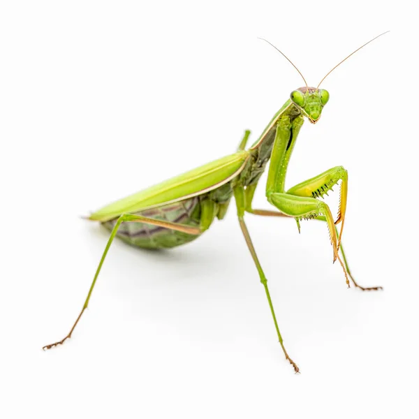 Fotos de Species of praying mantis, Imagens de Species of praying ...