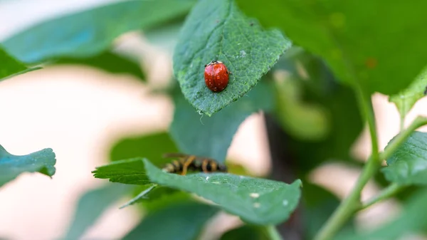 Holly pollination Stock Photos, Royalty Free Holly pollination Images ...