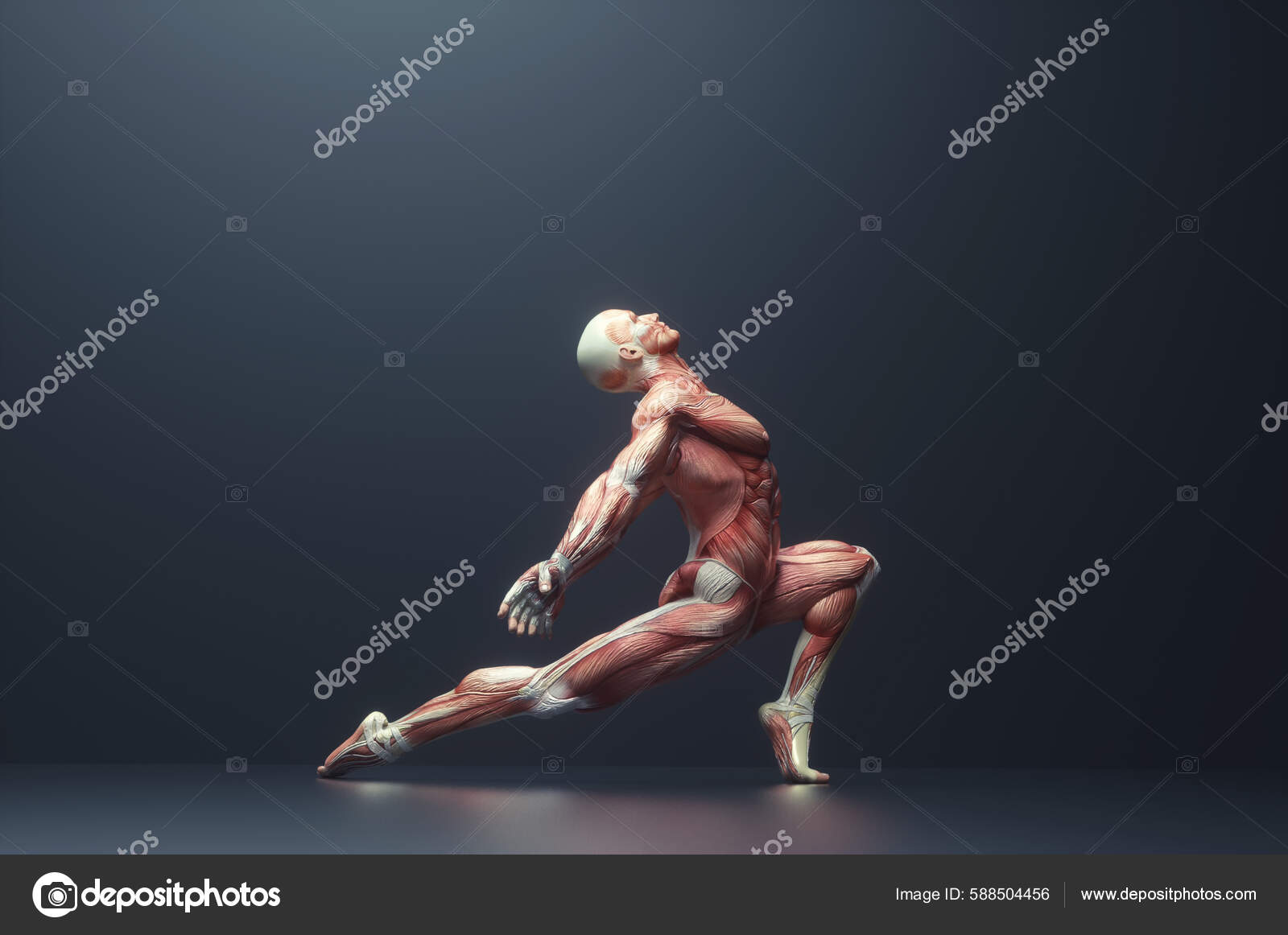 Male Muscular System Posing Background Fitness Healthy Lifestyle ...