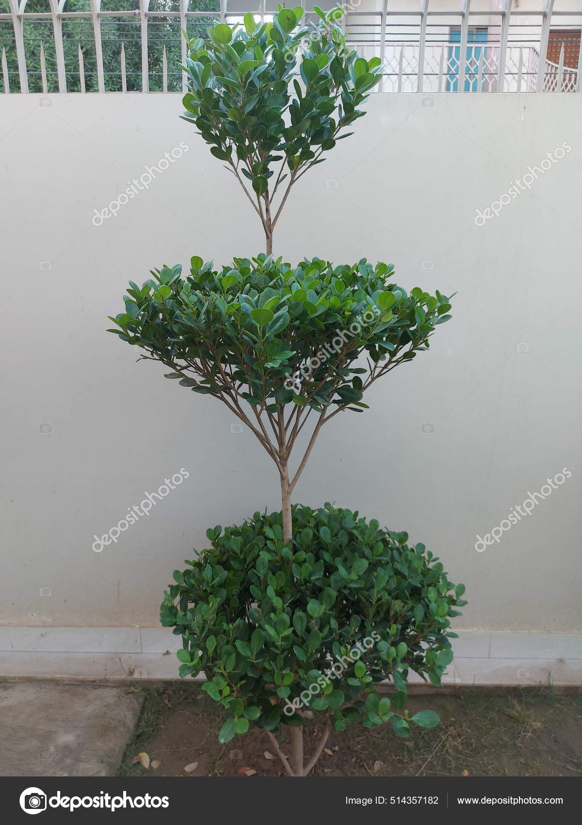 Beautiful Green Attractive Three Steps Ficus Plant — Stock Photo ...