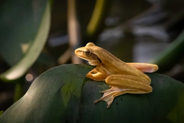 Golden tree frog Stock Photos, Royalty Free Golden tree frog Images ...