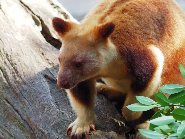 Tree kangaroo Stock Photos, Royalty Free Tree kangaroo Images ...