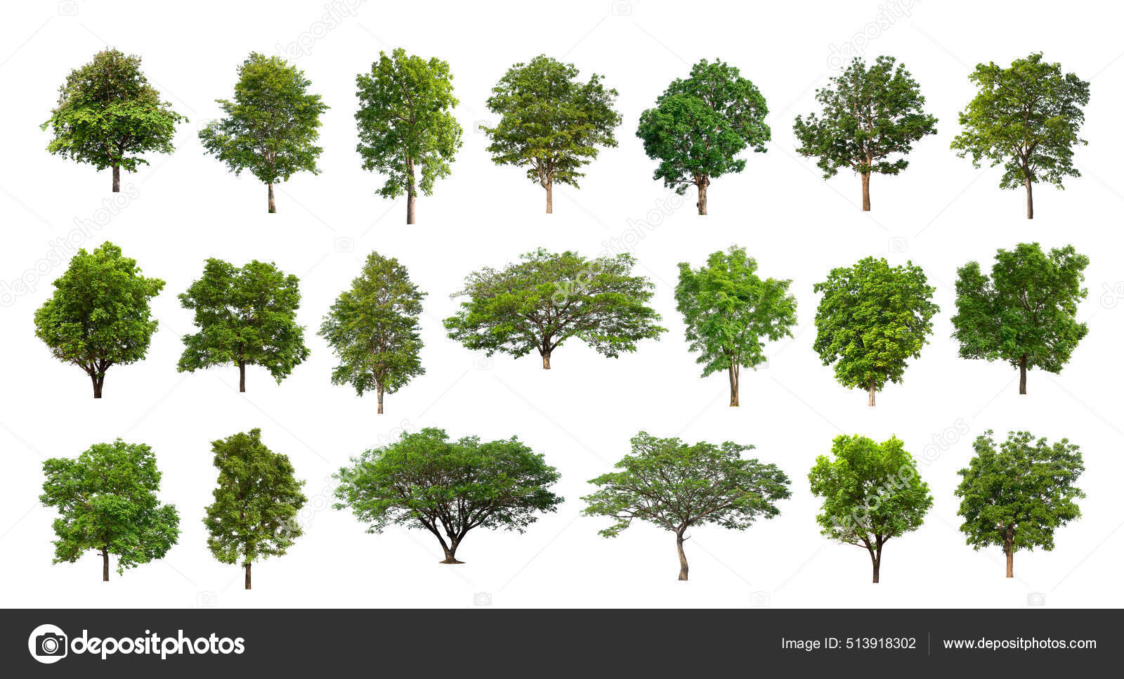 Collection Trees Set Isolated Trees White Background — Stock Photo ...