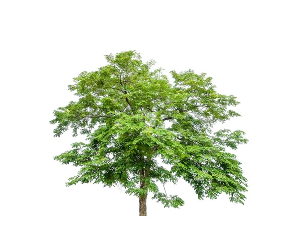 Large elm tree Stock Photos, Royalty Free Large elm tree Images ...