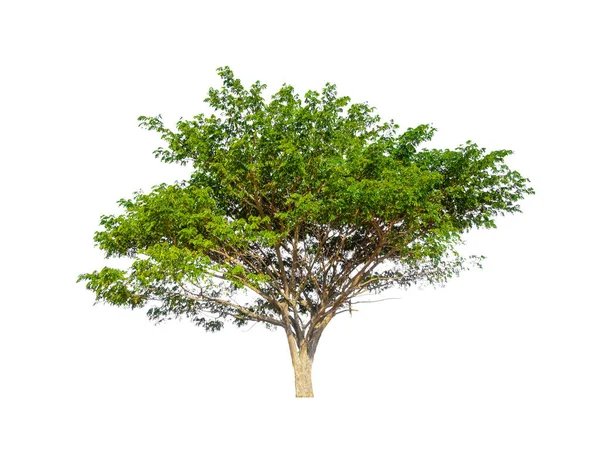 Ghaf tree Stock Photos, Royalty Free Ghaf tree Images | Depositphotos