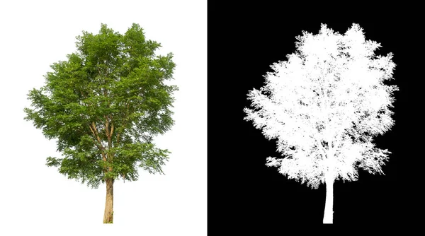 Bleach trees fotos de stock, imágenes de Bleach trees sin royalties | Depositphotos