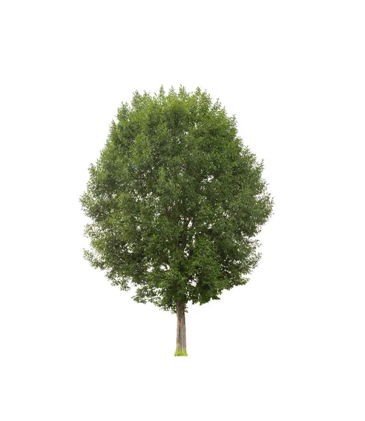 Tree white background Stock Photos, Royalty Free Tree white background ...