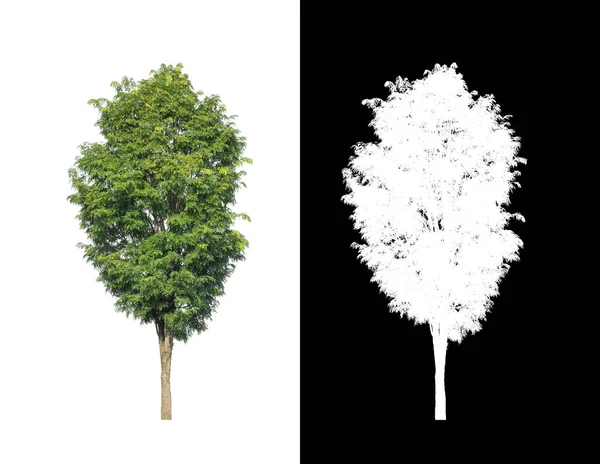 Bleach trees fotos de stock, imágenes de Bleach trees sin royalties | Depositphotos