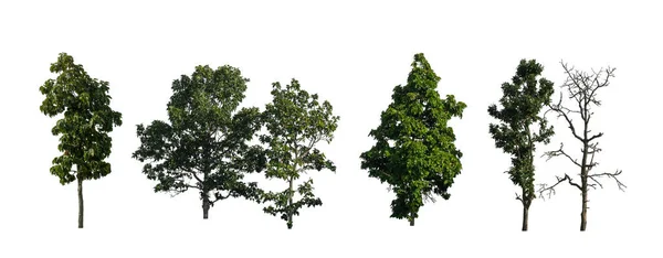 Ethiopia trees Stock Photos, Royalty Free Ethiopia trees Images ...