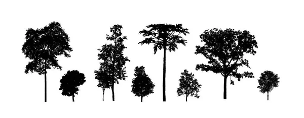 Rwanda trees Stock Photos, Royalty Free Rwanda trees Images | Depositphotos