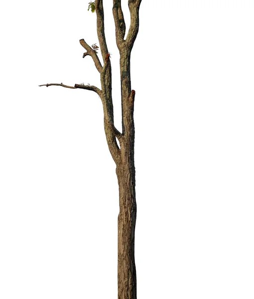 Cast tree Stock Photos, Royalty Free Cast tree Images | Depositphotos