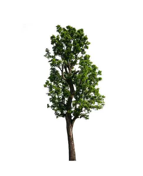 Tree without background png Stock Photos, Royalty Free Tree without ...