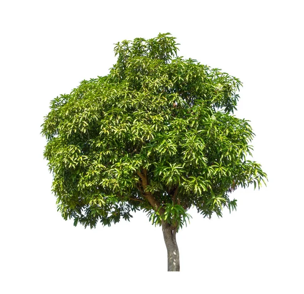 Top view mango tree png Stock Photos, Royalty Free Top view mango tree ...