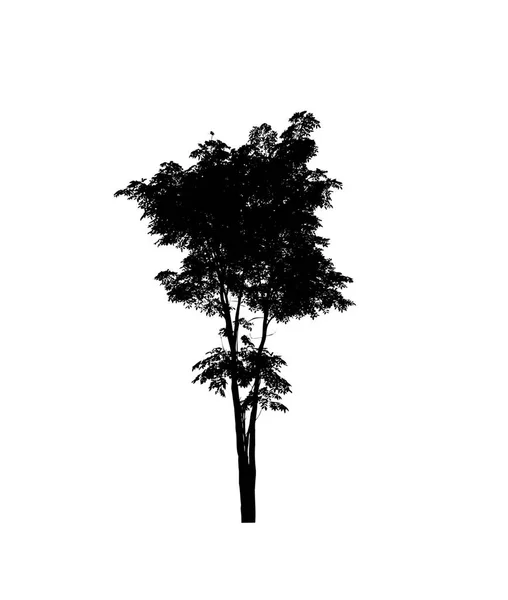 Half tree Stock Photos, Royalty Free Half tree Images | Depositphotos