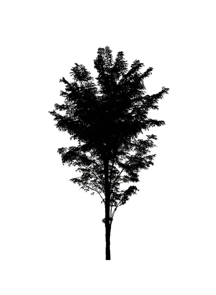 Half tree Stock Photos, Royalty Free Half tree Images | Depositphotos