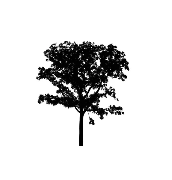 Xtree Stock Photos, Royalty Free Xtree Images | Depositphotos