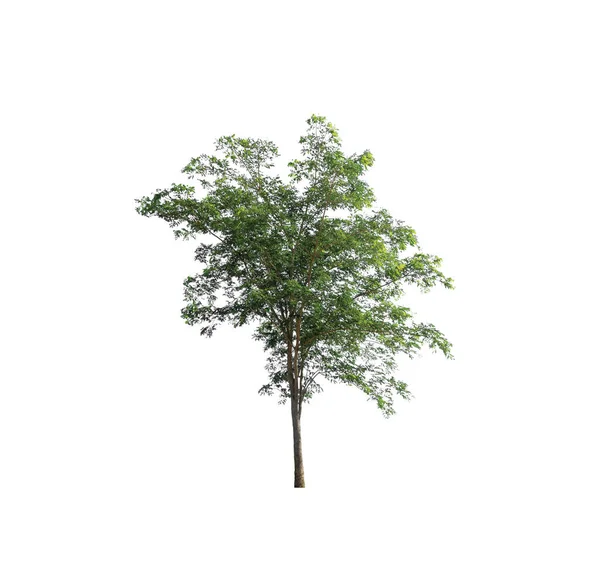 Tree white background Stock Photos, Royalty Free Tree white background ...