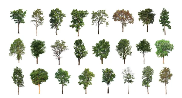 Tree collection Stock Photos, Royalty Free Tree collection Images ...