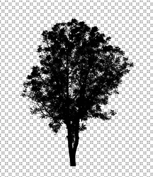 Tree no background Stock Photos, Royalty Free Tree no background Images ...