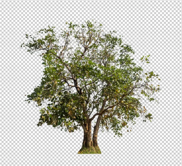 Molave tree Stock Photos, Royalty Free Molave tree Images | Depositphotos