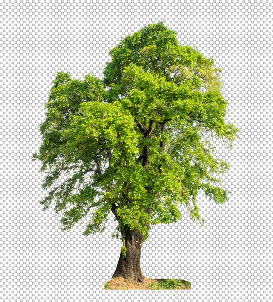 Tree without background png Stock Photos, Royalty Free Tree without ...