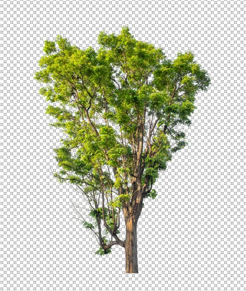 Sal tree Stock Photos, Royalty Free Sal tree Images | Depositphotos