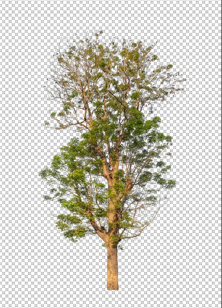 Tree without background png Stock Photos, Royalty Free Tree without ...