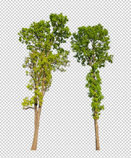 Tree png limbs Stock Photos, Royalty Free Tree png limbs Images ...