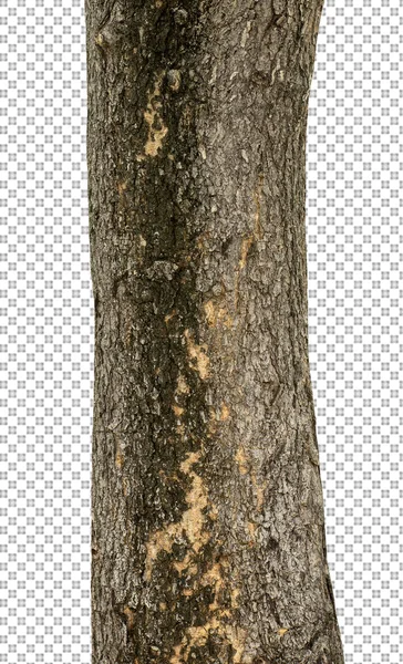 Tree trunk png Stock Photos, Royalty Free Tree trunk png Images ...