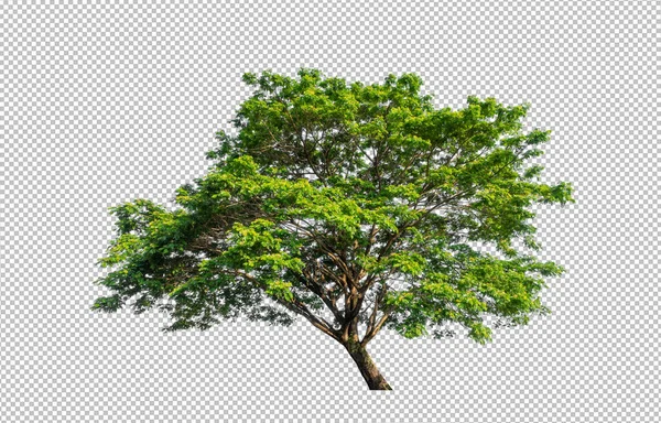 Transparent tree Stock Photos, Royalty Free Transparent tree Images ...