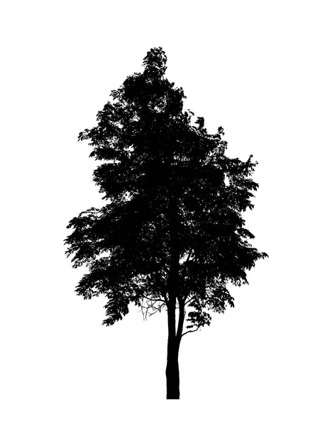 Half tree Stock Photos, Royalty Free Half tree Images | Depositphotos