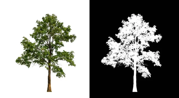 Bleach trees fotos de stock, imágenes de Bleach trees sin royalties | Depositphotos