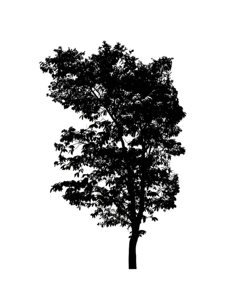 Half tree Stock Photos, Royalty Free Half tree Images | Depositphotos