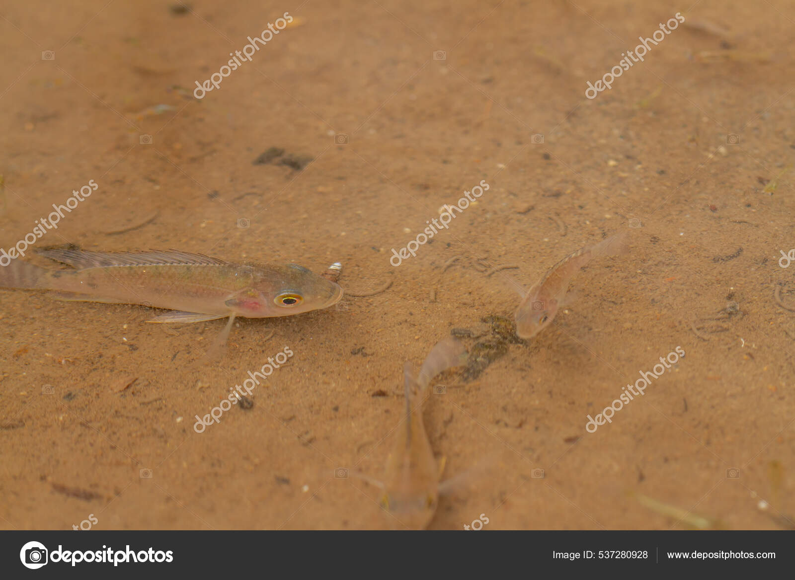 Tilapia Fish Swimming Shallow Water Pool Bottom Pool Brown Slightly ...