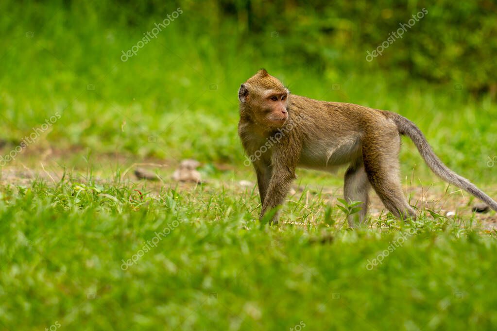 Un mono salvaje que bajó de la montaña debido a la erupción, está ...