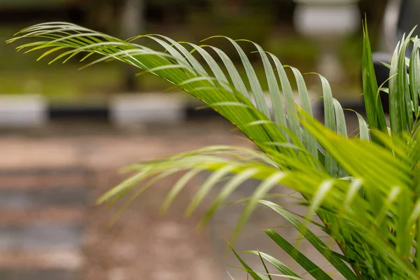 A clump of palm plants with thin, pointed green leaves, planted in an ...