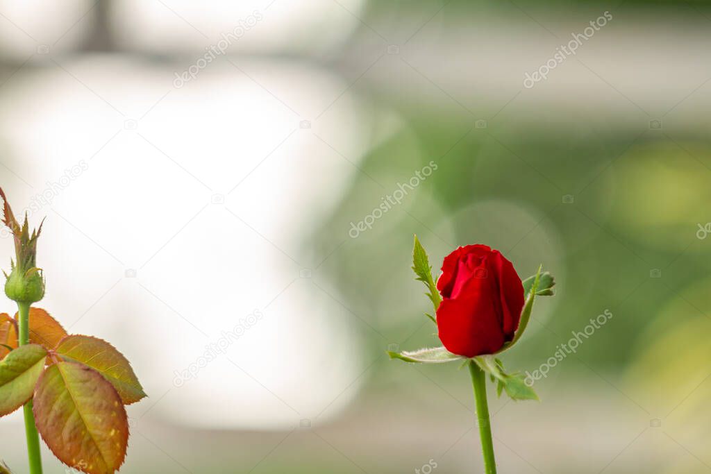 Una rosa que aún no ha florecido, el brote es verde con unos pétalos ...