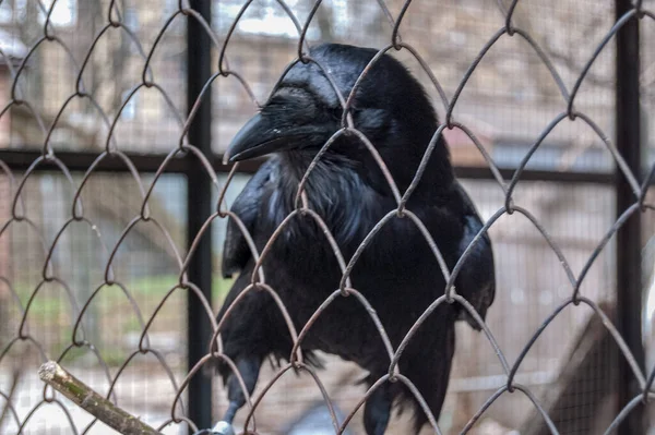 Raven in a cage Stock Photos, Royalty Free Raven in a cage Images ...