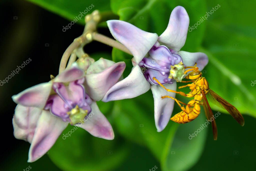 Primer plano de un polistes carnifex insectos también conocido como ...