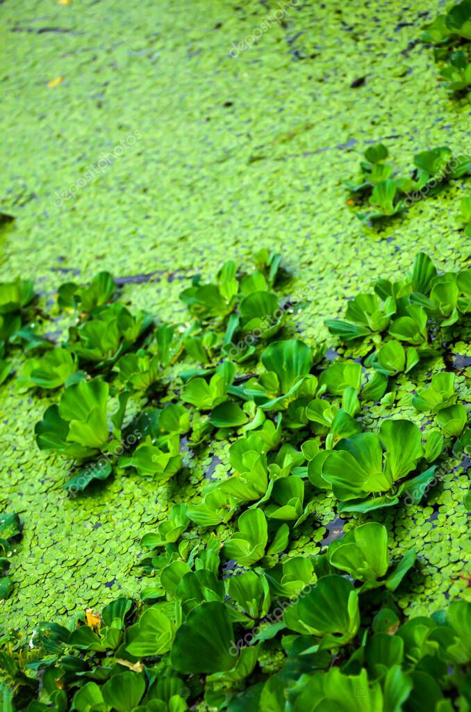 Hermosa pistia verde de plantas acuáticas también llamadas estratiotas ...