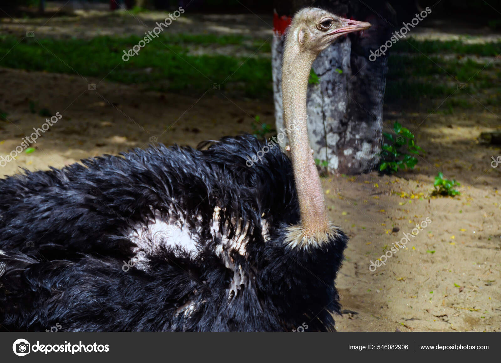 Beautiful Common Ostrich Simply Ostrich Flightless Bird Walking Ground ...