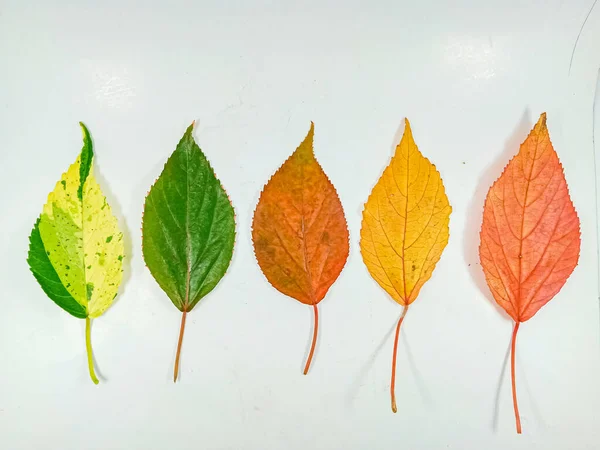 Una imagen que represente el cambio de color en las plantas con las ...